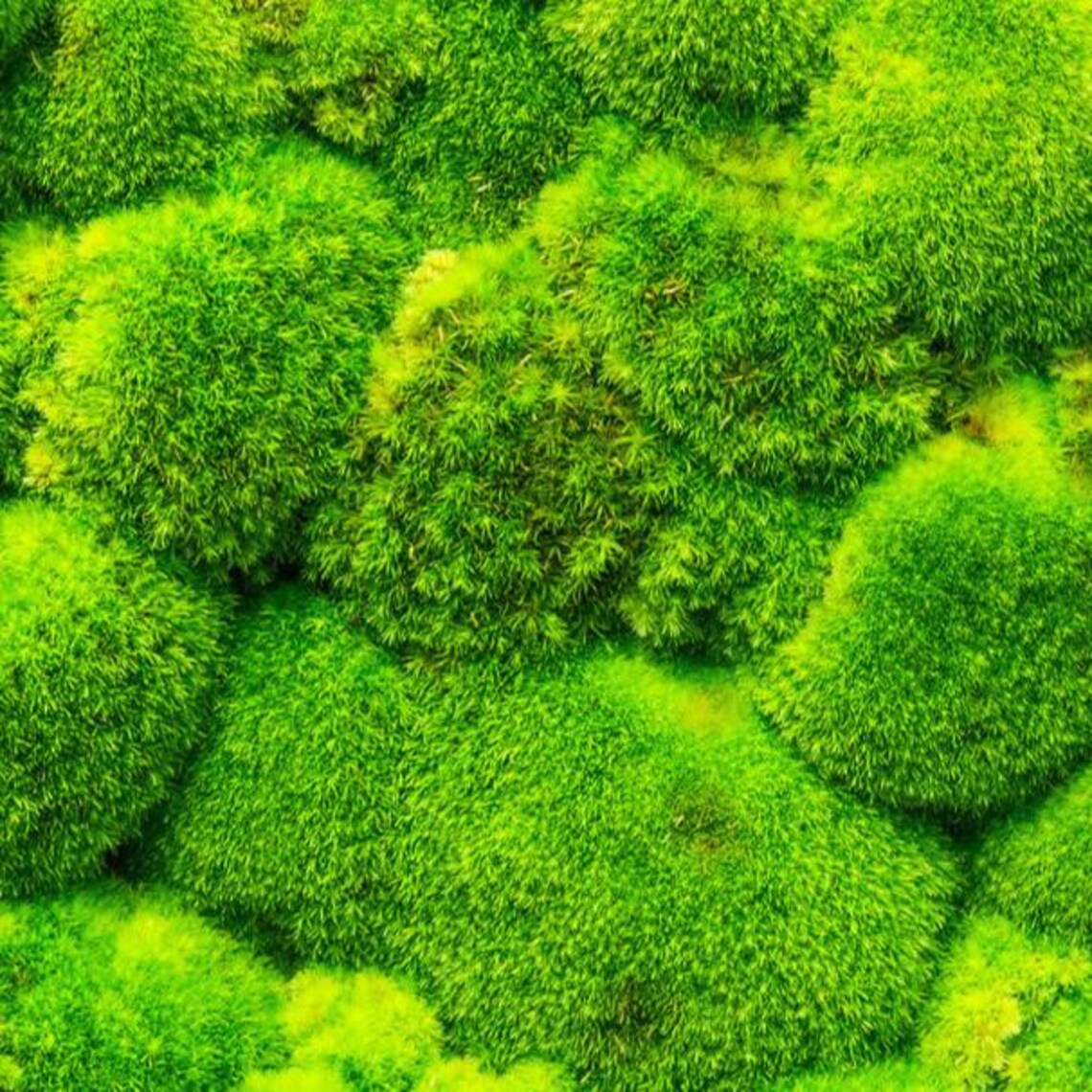 Foraged Moss, Moss, Wild Moss, PNW Moss, Oregon Moss, - Etsy