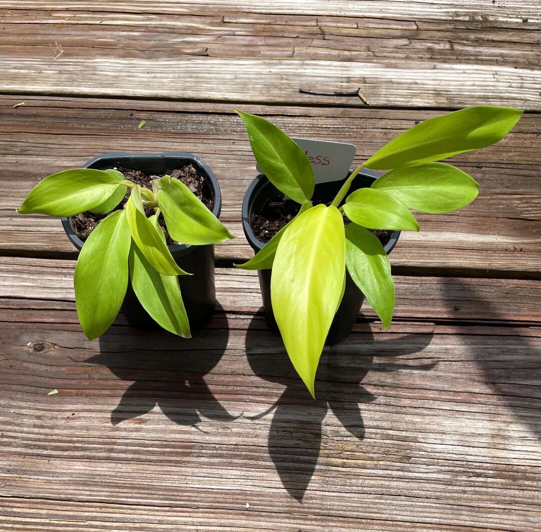 Golden Goddess Philodendron - Etsy