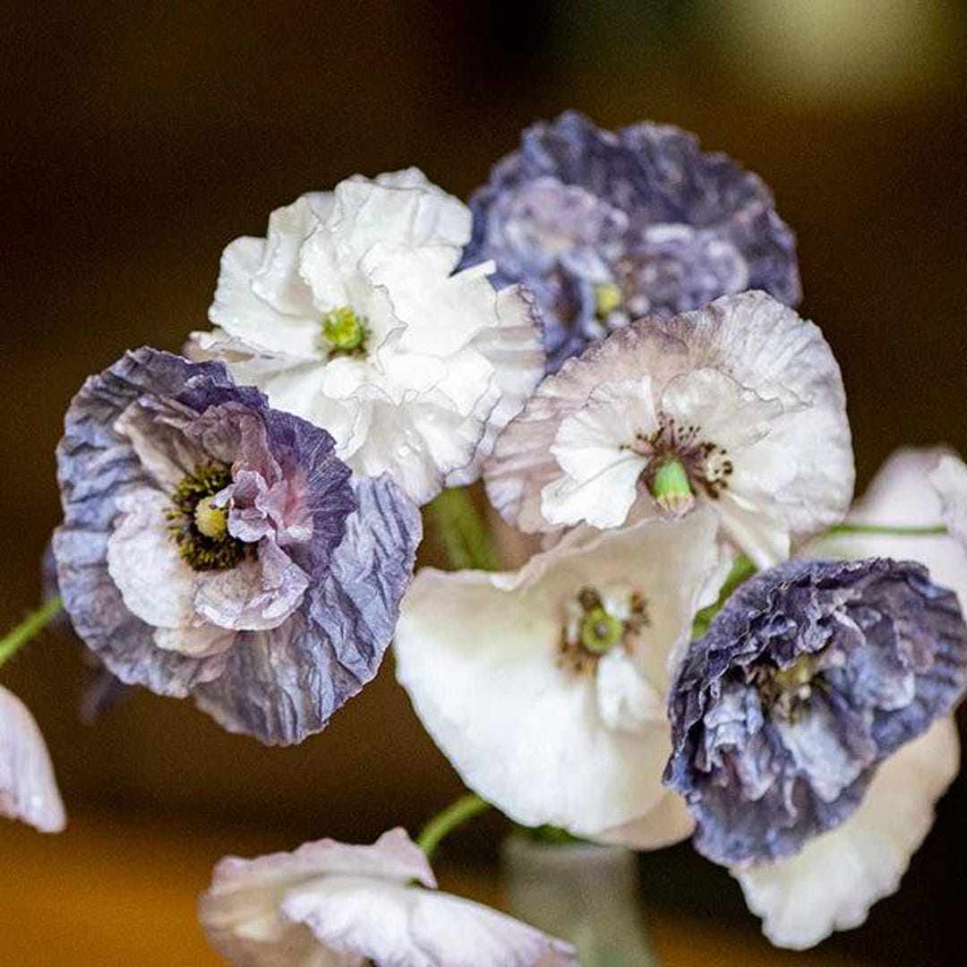 Poppy - Amazing Grey - Etsy