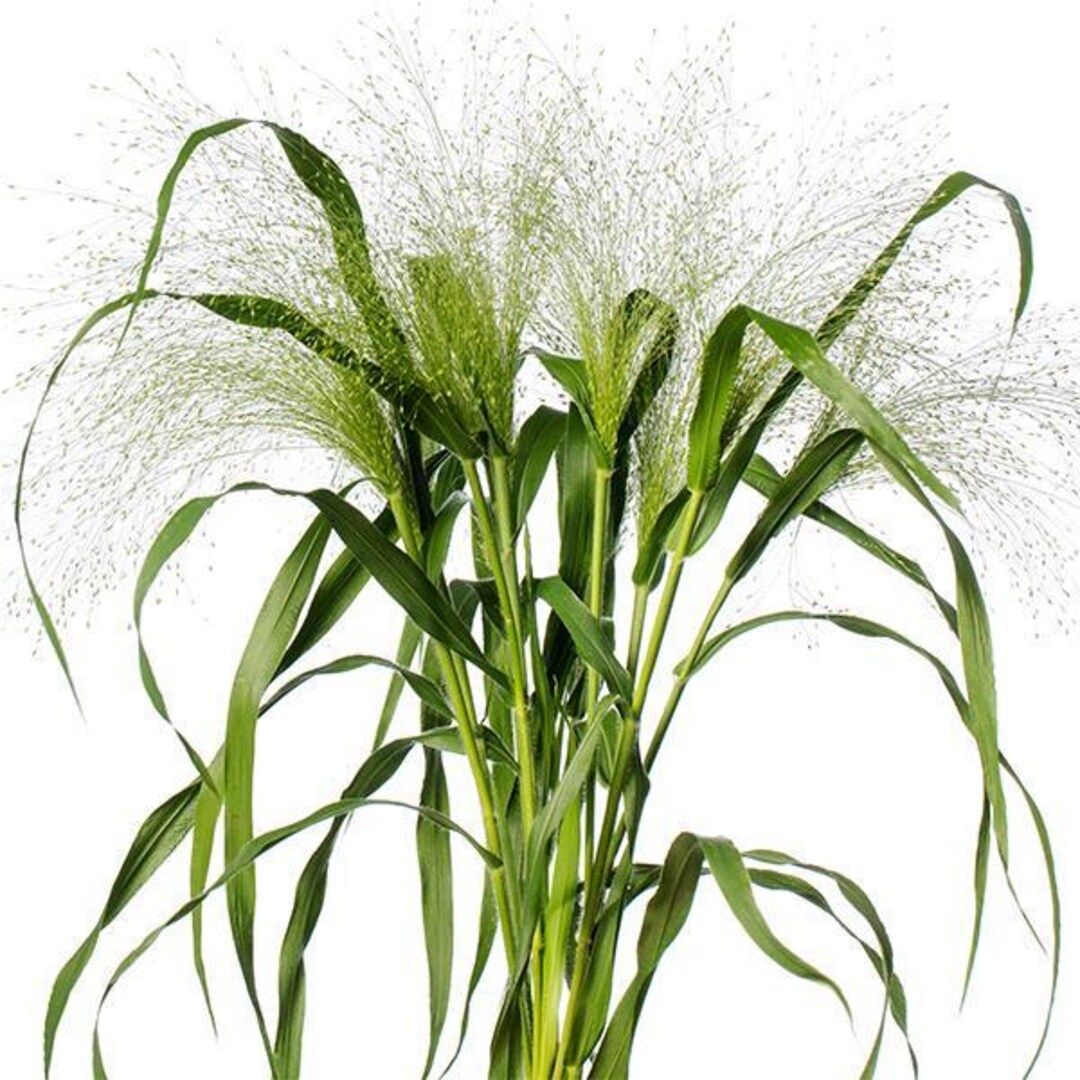 Ornamental Grass - Panicum Fontaine - Etsy