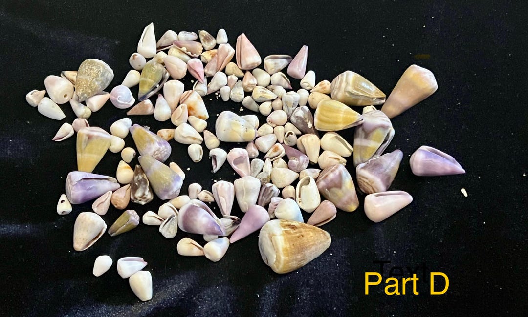 Authentic Hawaiian Cone Shell Collection – Handpicked From Kona Coast ...