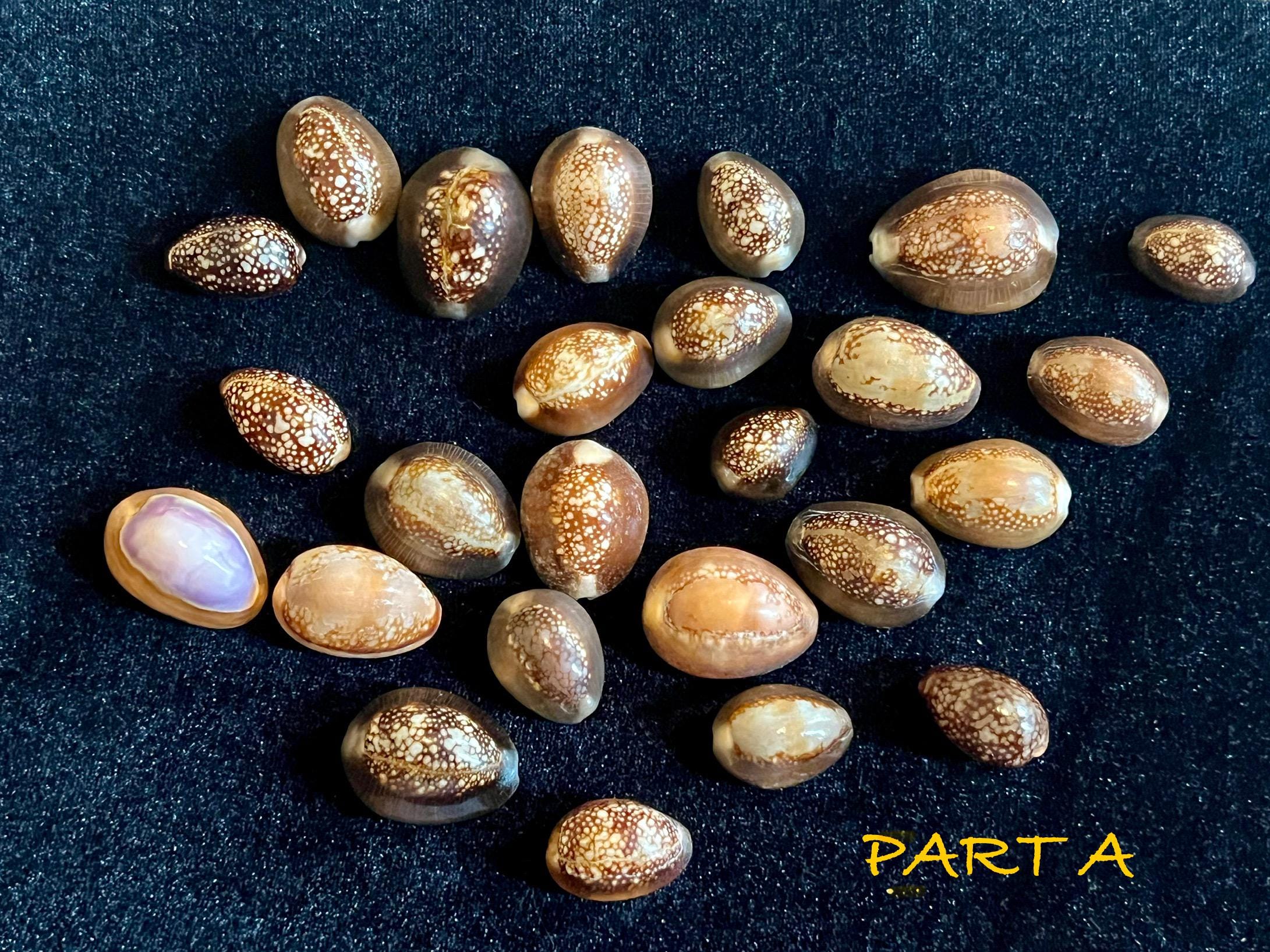 Authentic Hawaiian Cowrie Shells – Handpicked From Kona Coast - Etsy