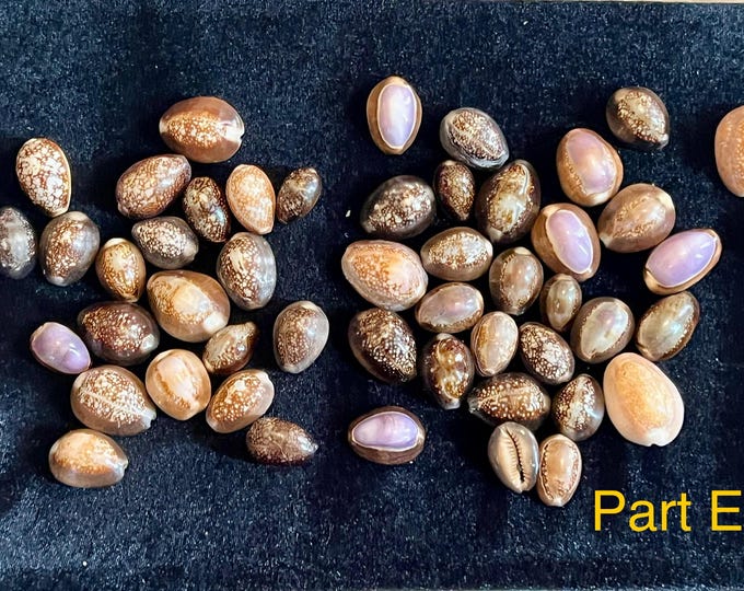 Authentic Hawaiian Cowrie Shells – Handpicked From Kona Coast - Etsy