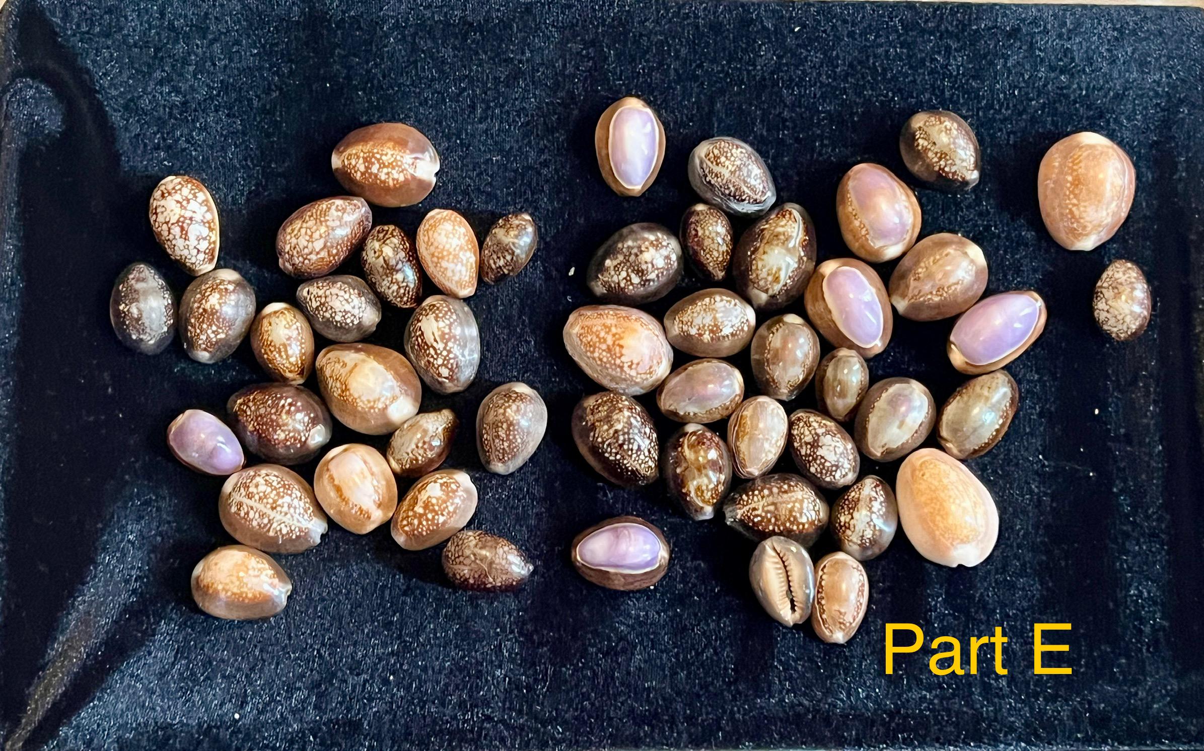 Authentic Hawaiian Cowrie Shells – Handpicked From Kona Coast - Etsy