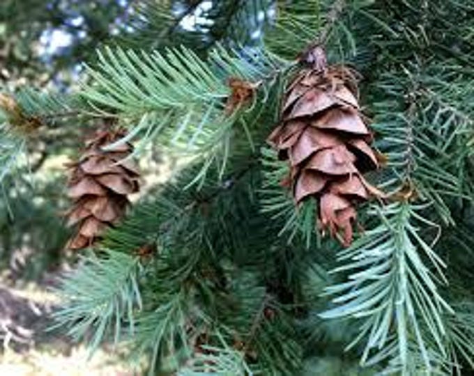 Douglas Fir Seeds - Etsy