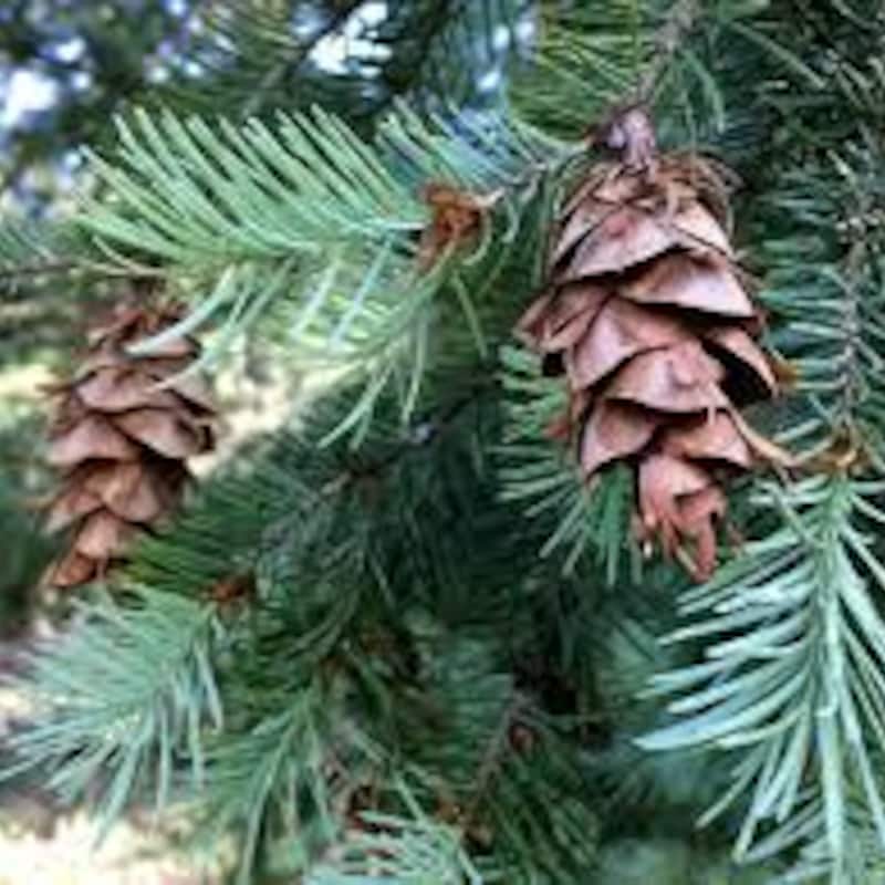 Doug Fir - Etsy