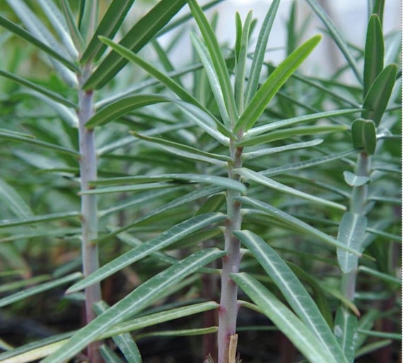 Gopher Purge Seeds Euphorbia Lathyrus at least 10 seed | Etsy