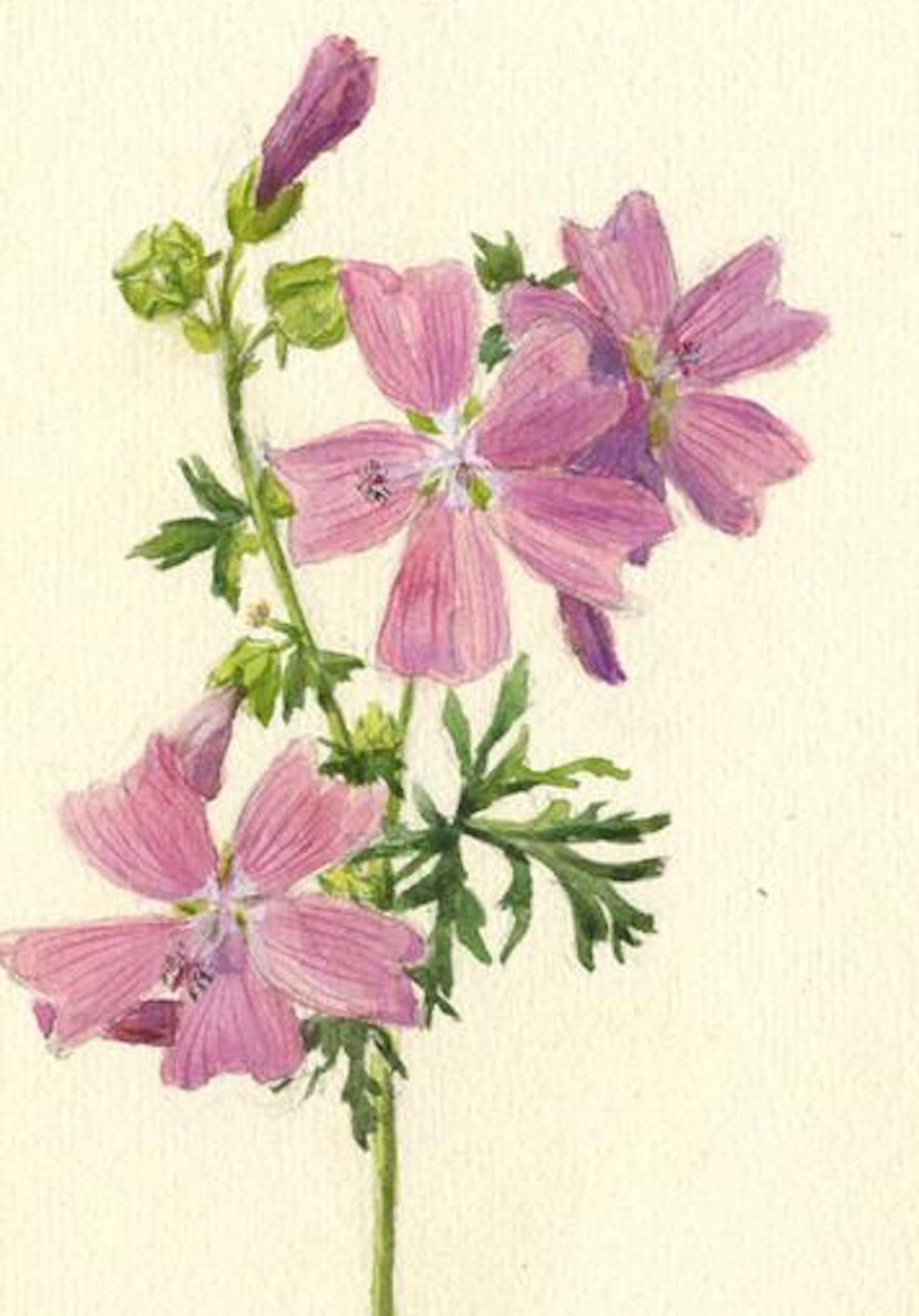 Miniature Hollyhock Seeds (prairie Mallow) - Free Shipping! - Etsy