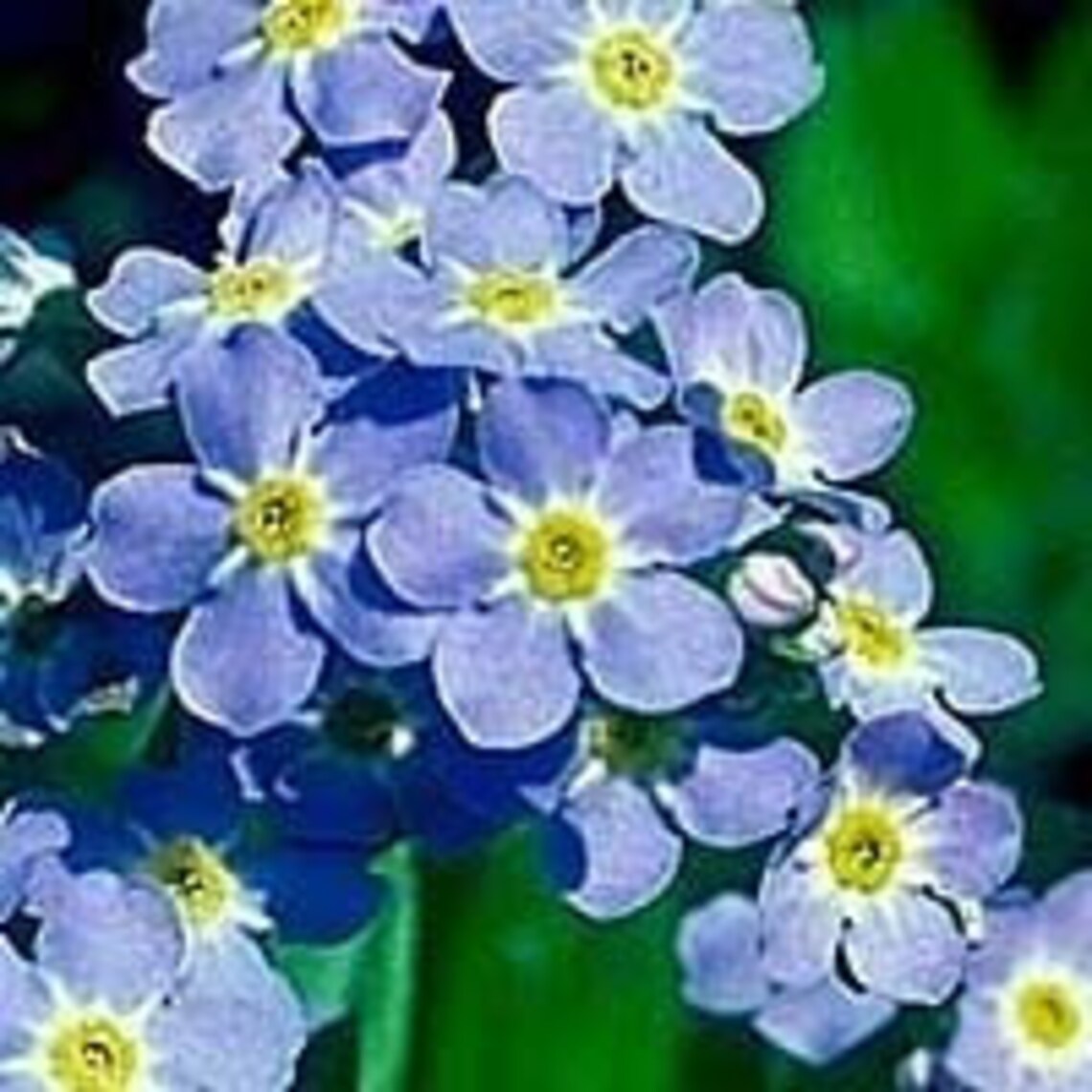 Forget-me-not Seeds - Free Shipping! - Etsy