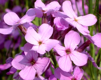Dame's Rocket Flower Seeds/hesperis Matronalis/perennial 75+ - Etsy