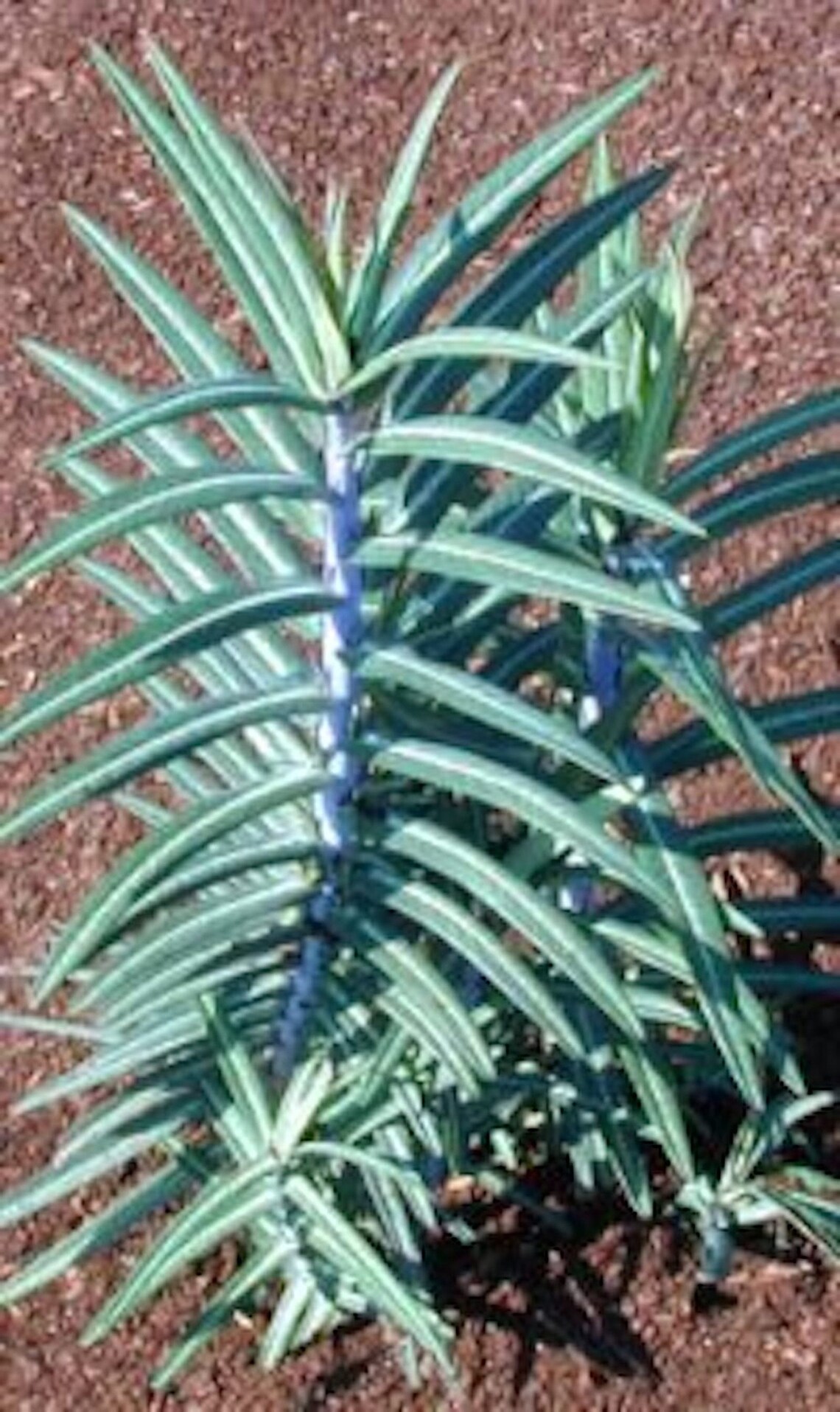 Gopher Purge Seeds, Euphorbia Lathyrus, at Least 10 Seeds - Free ...