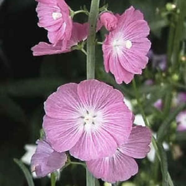 Miniature Hollyhock - Etsy