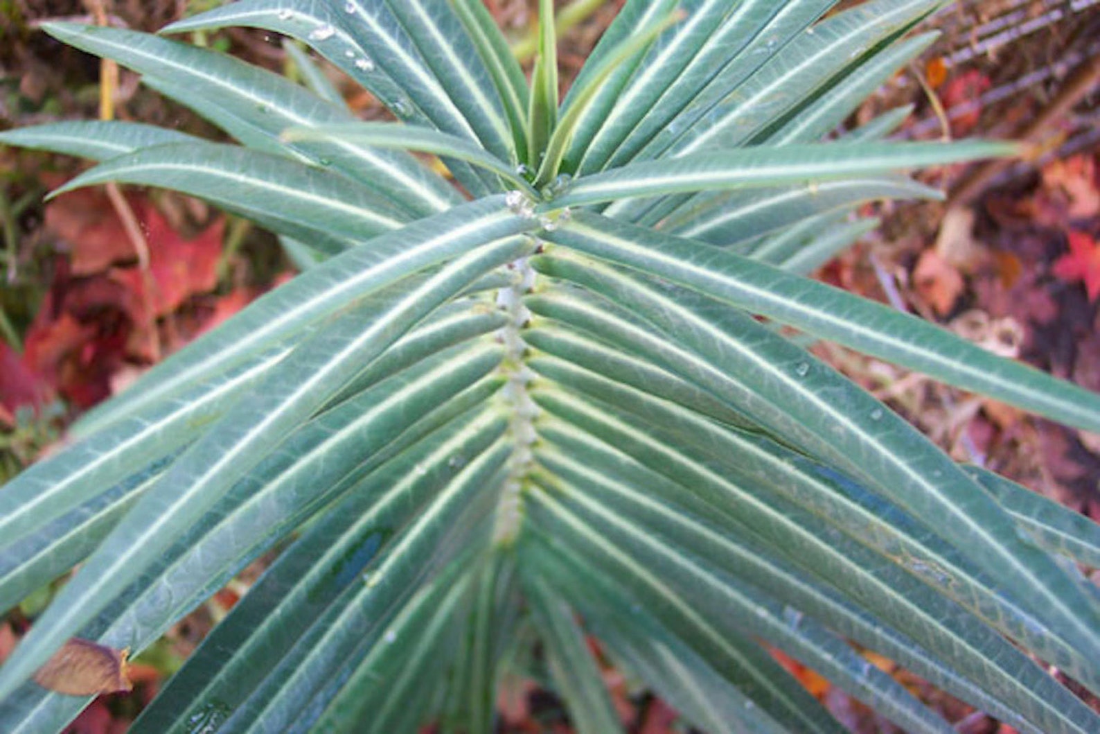 Gopher Purge Seeds, Euphorbia Lathyrus, at Least 10 Seeds - Free ...