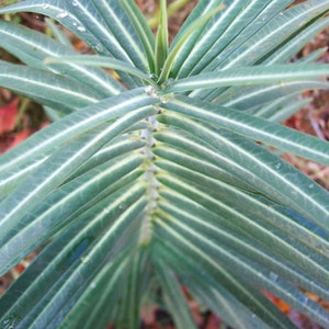 Gopher Purge Seeds, Euphorbia Lathyrus, at Least 10 Seeds - Free ...