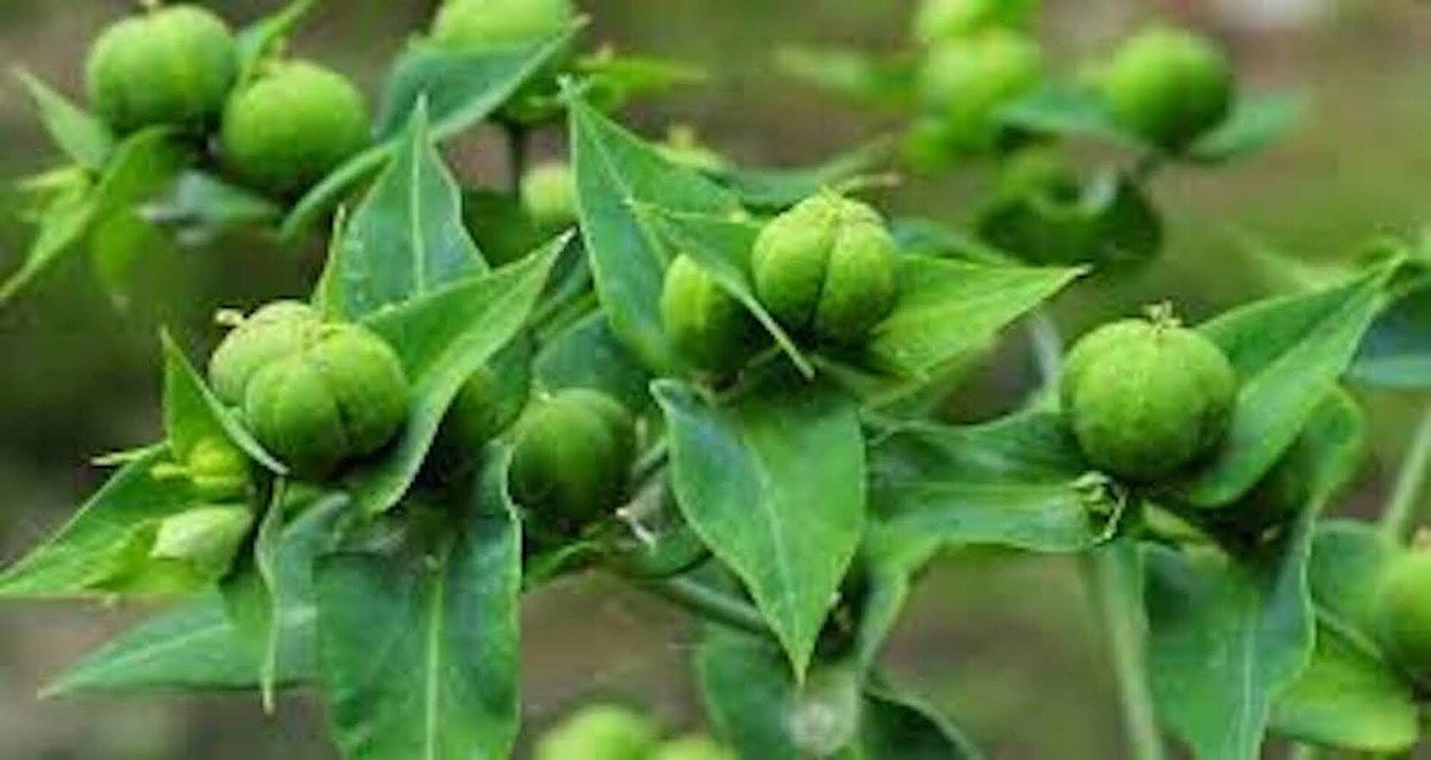 Gopher Purge Seeds, Euphorbia Lathyrus, at Least 10 Seeds - Free ...