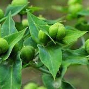 Gopher Purge Seeds, Euphorbia Lathyrus, at Least 10 Seeds - Free ...