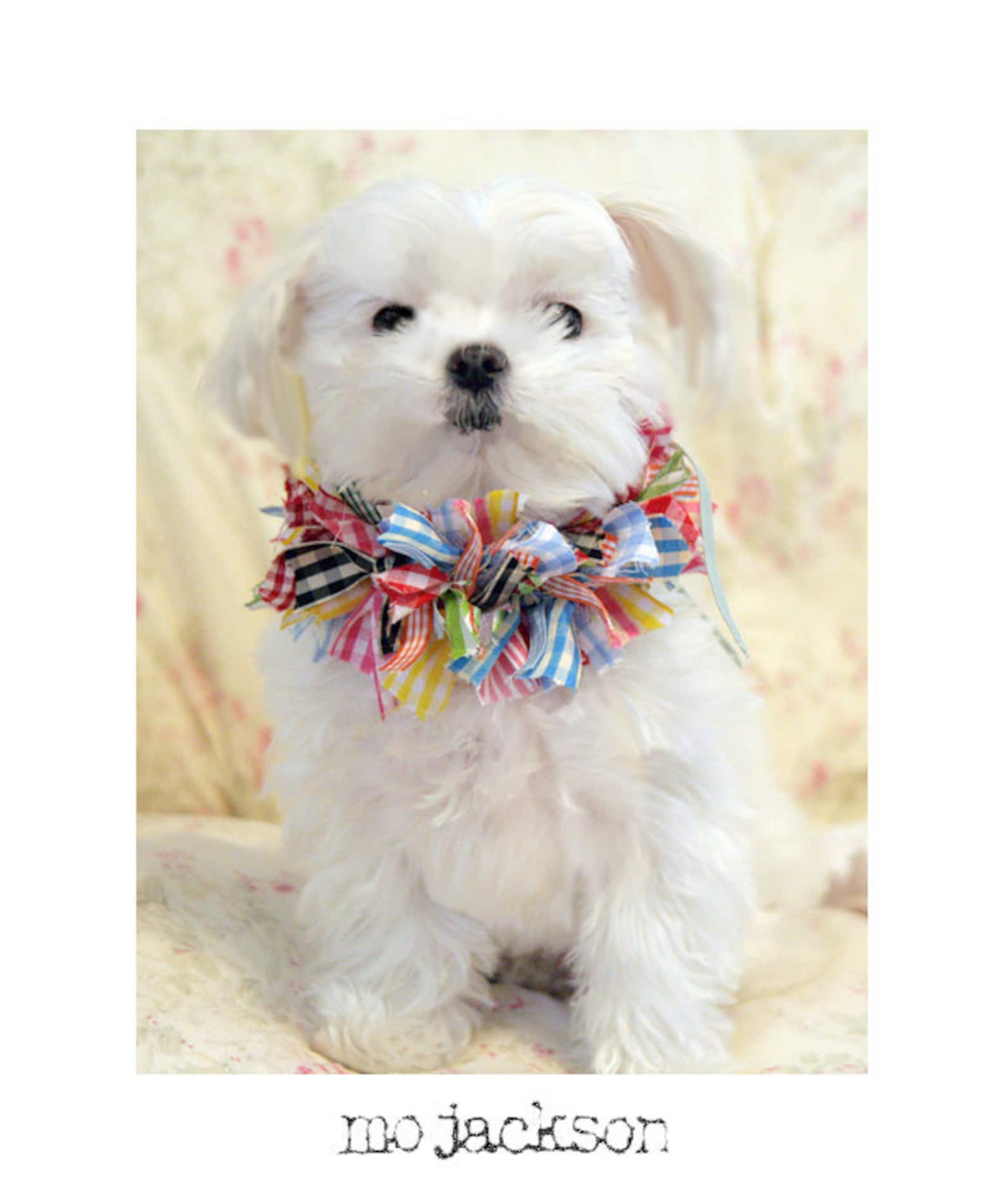 Dog Pet Ribbon Collar Modeled by Adorable Coco - Etsy