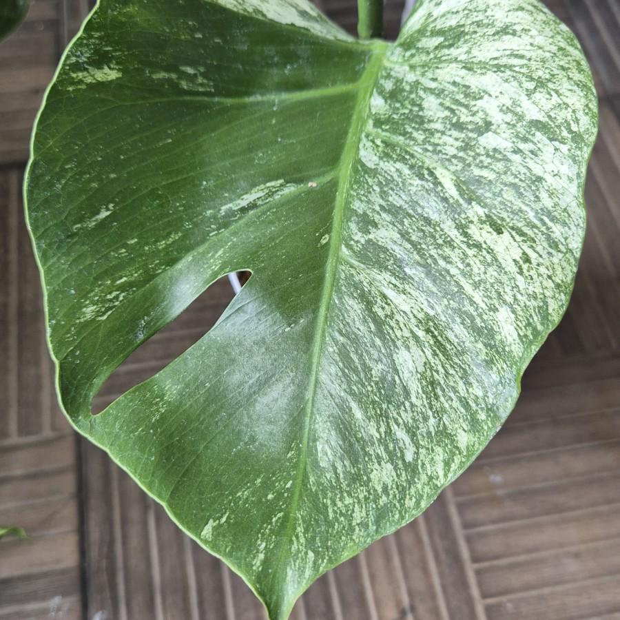 Monstera mint noid - Etsy 日本 Monstera mint noid - Etsy 日本