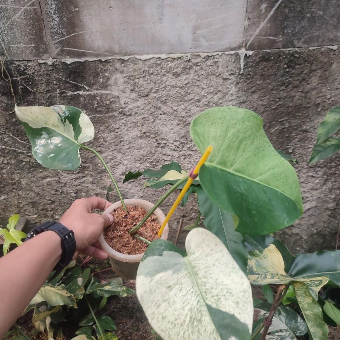 Monstera Tears Mint Variegated Rare Free Phytosantary DHL Express - Etsy