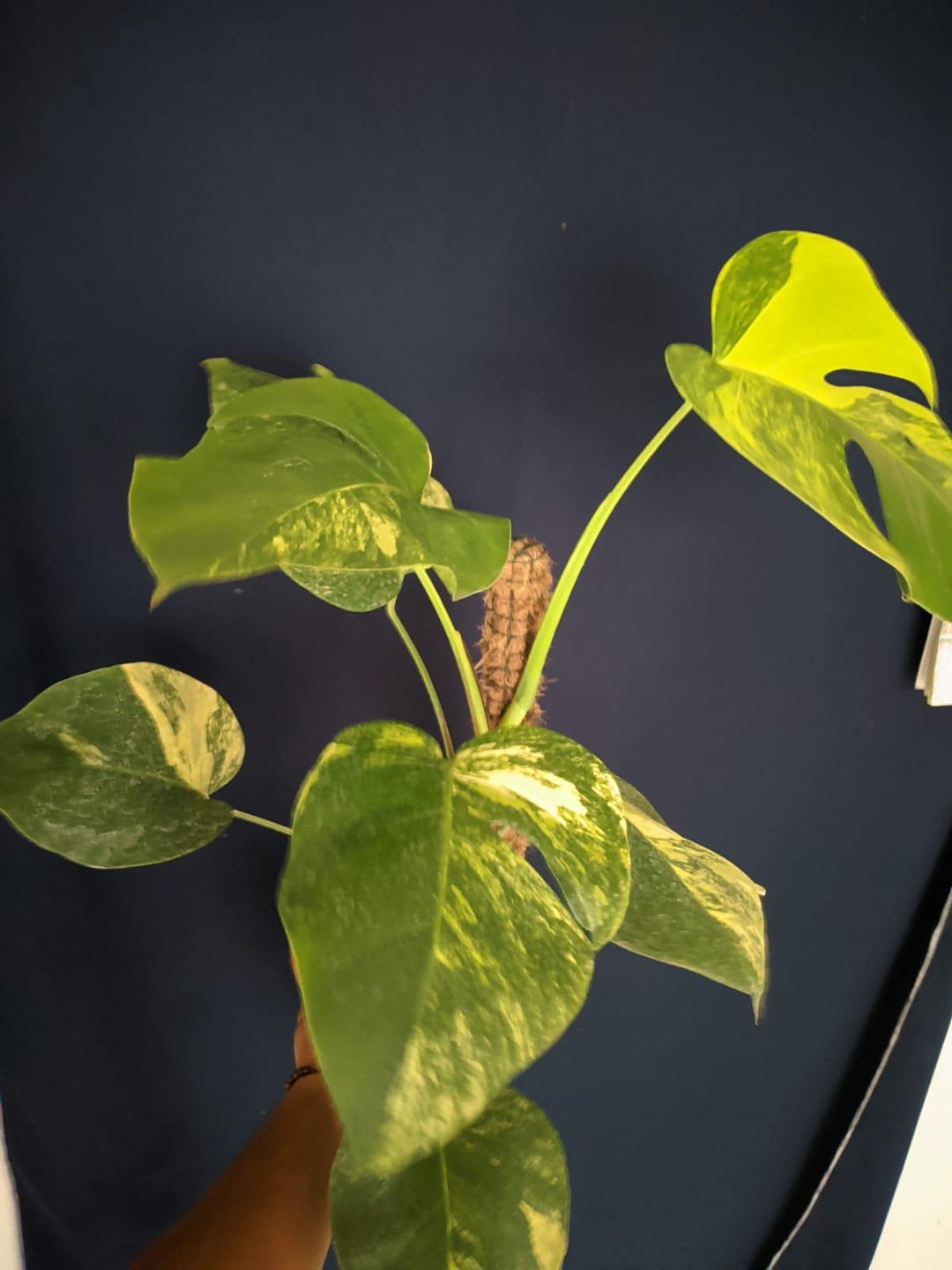 Real Picture Monstera Aurea Yellow Variegated 7 Leaf Monstera Marmorata ...