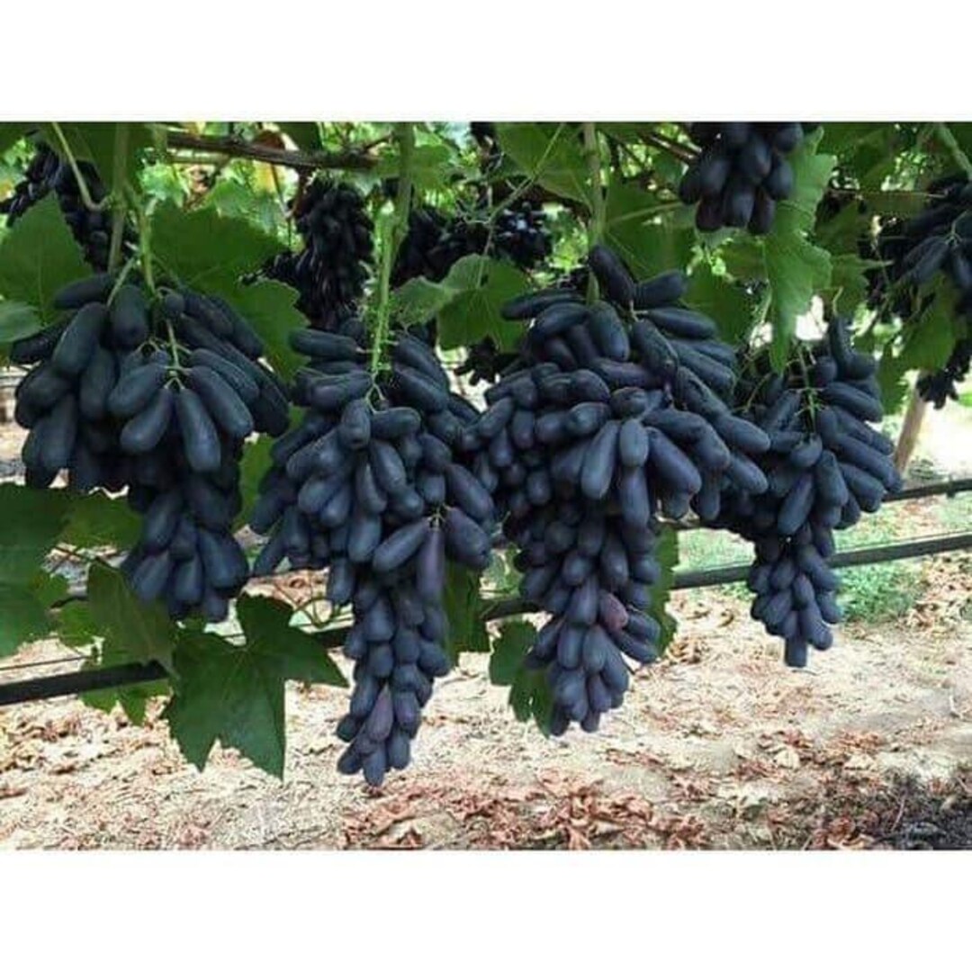 8 Plant Moondrop Grape Grafted Fruit Tree Fresh Condition - Etsy Australia