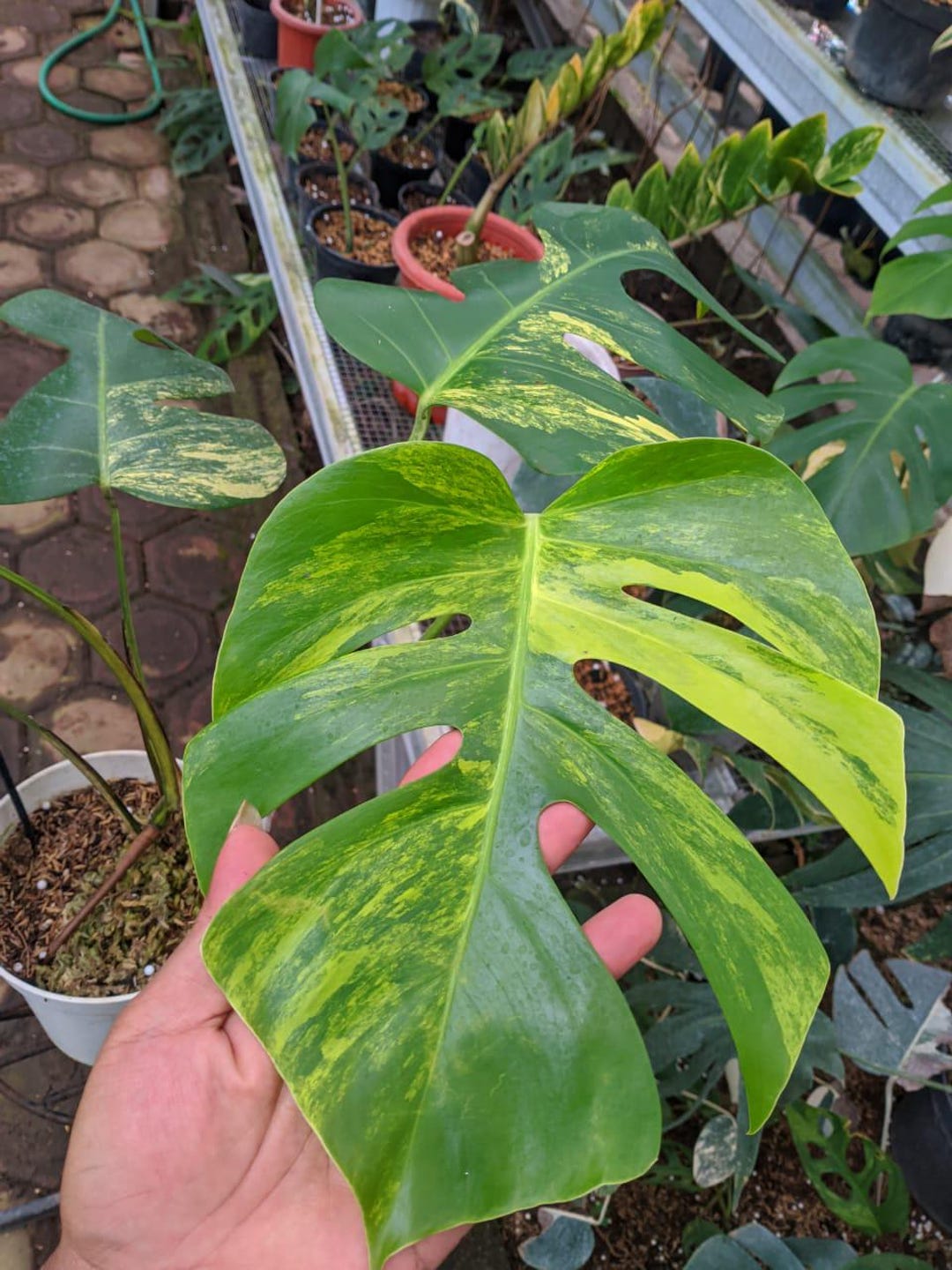 Monstera Aurea Yellow Variegated 5 Leafes | Monstera Marmorata ...
