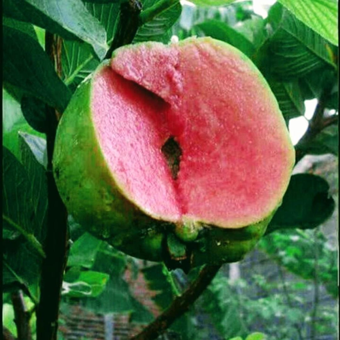 Red Crystal Guava Grafted Fruit Tree Fresh Condition - Etsy Australia