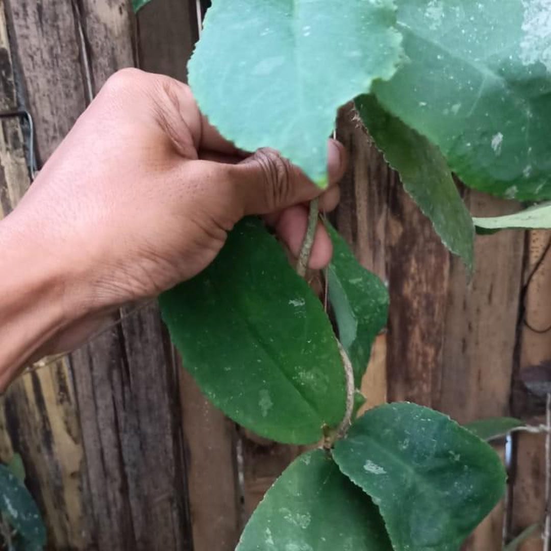 Hoya Undulata Fresh Condition - Etsy