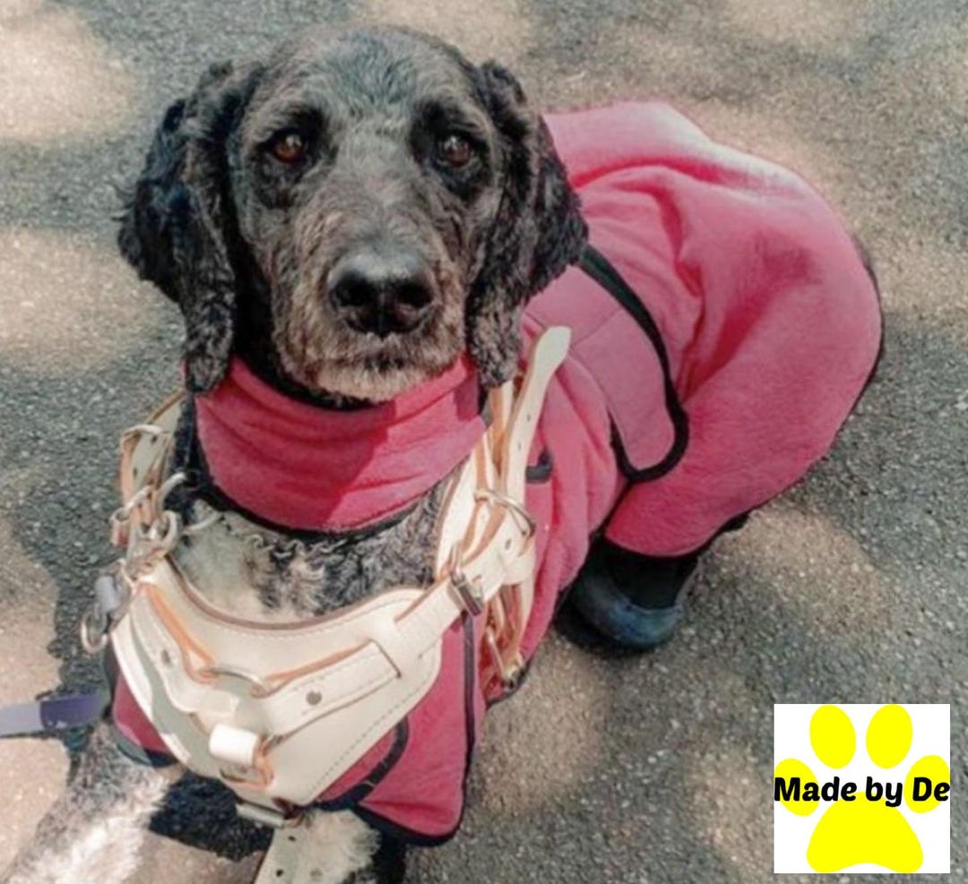 Dog Cool Coat and Matching Collar, Chiller Plus Cool Coat, Custom Dog ...