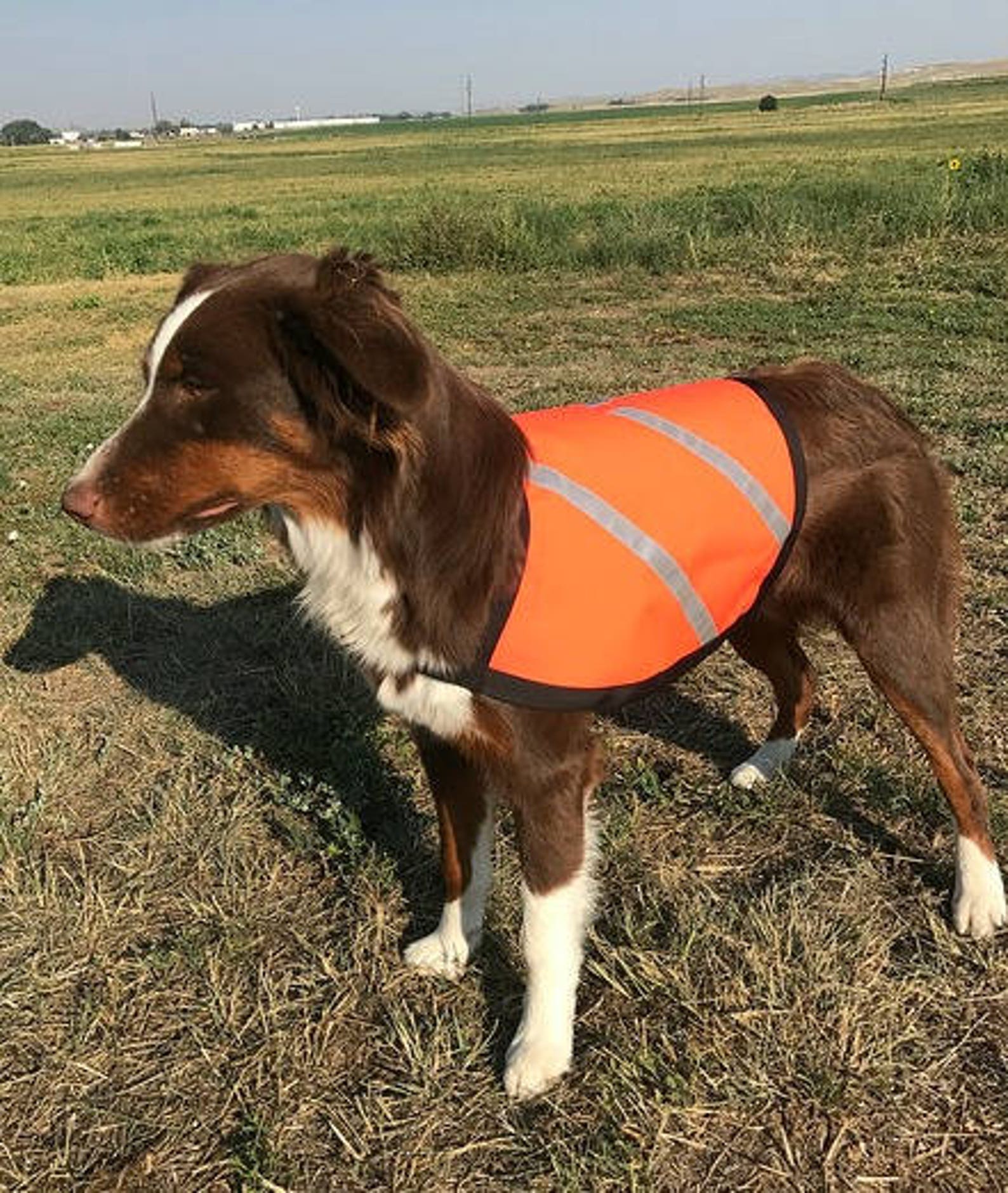 Dog Safety Vest Custom Dog Vest Reflective Dog Vest | Etsy