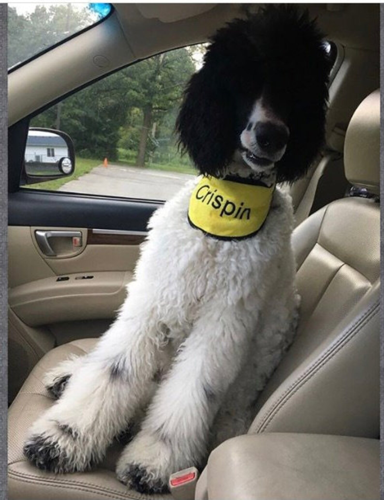 Dog Cool Collar Chiller Cool Collar Dog Cooler With Ice - Etsy