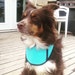 Dog Cool Collar, Chiller Cool Collar, Dog Cooler With Ice Pocket for ...