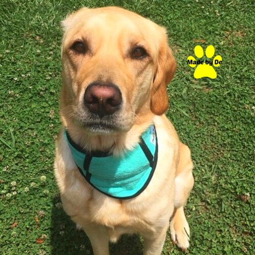 Dog Cool Collar Chiller Cool Collar Dog Cooler With Ice - Etsy