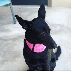 Dog Cool Collar, Chiller Cool Collar, Dog Cooler With Ice Pocket for ...