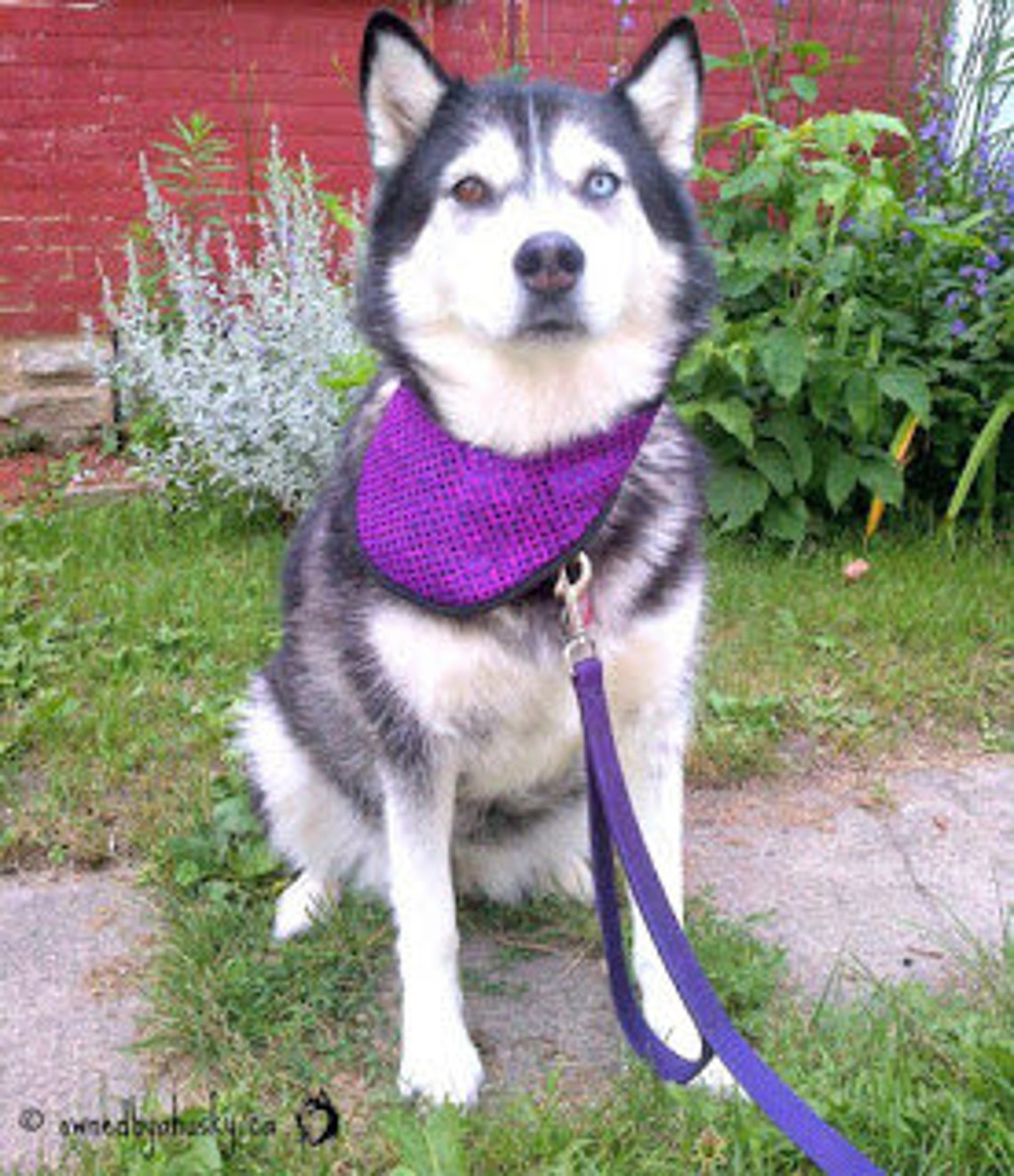 Dog Cool Collar Chiller Cool Collar Dog Cooler With Ice - Etsy