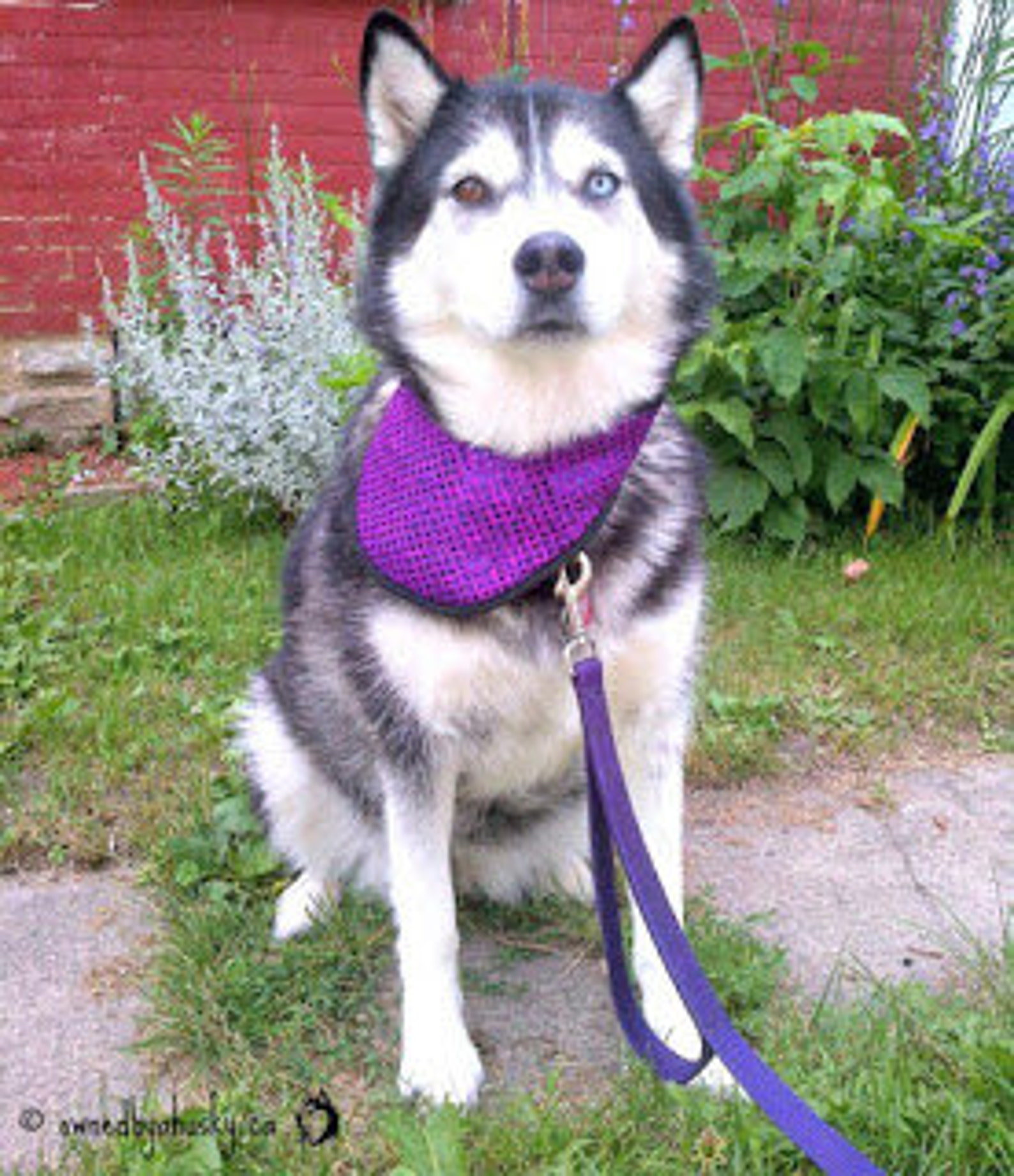 Dog Cool Collar Chiller Cool Collar Dog Cooler With Ice - Etsy