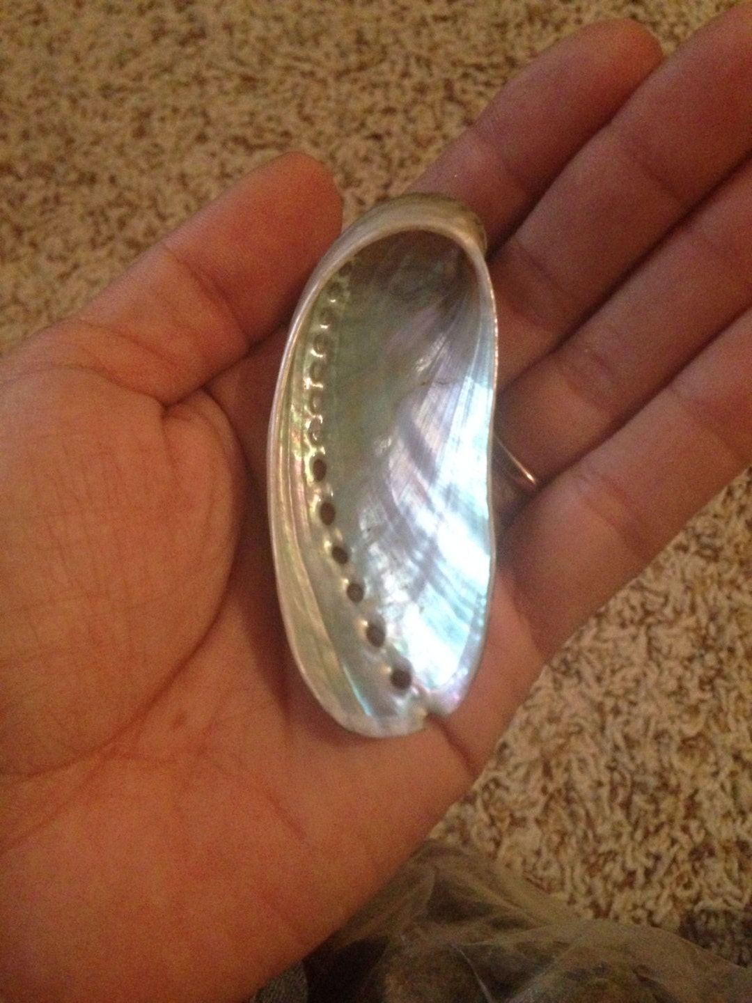 Raw Black Abalone Shell - Etsy Australia