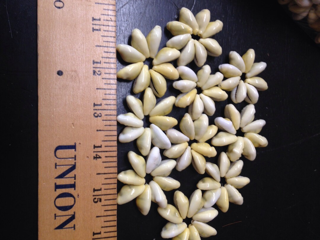 Giant Monita Cowry Shell Rings - Etsy