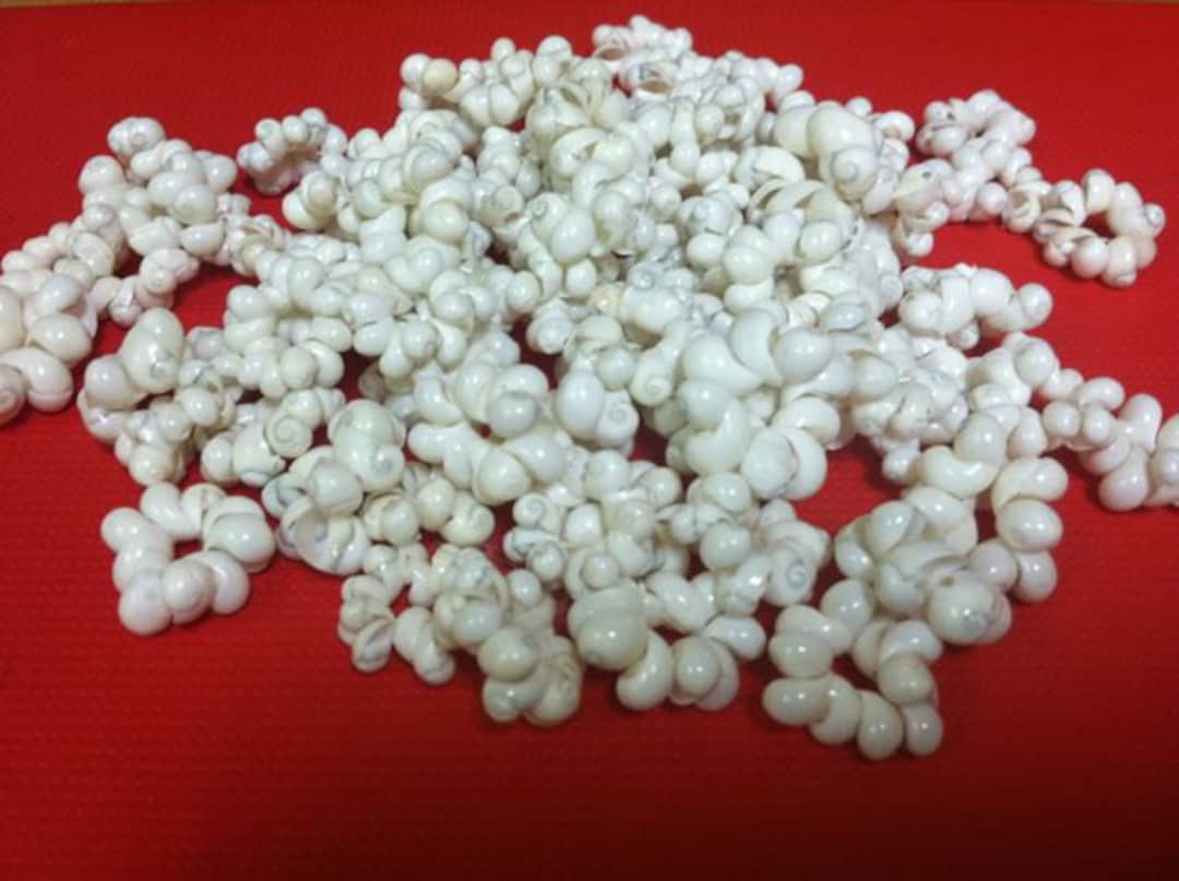 White Mongo Shell Rings (50) - Etsy