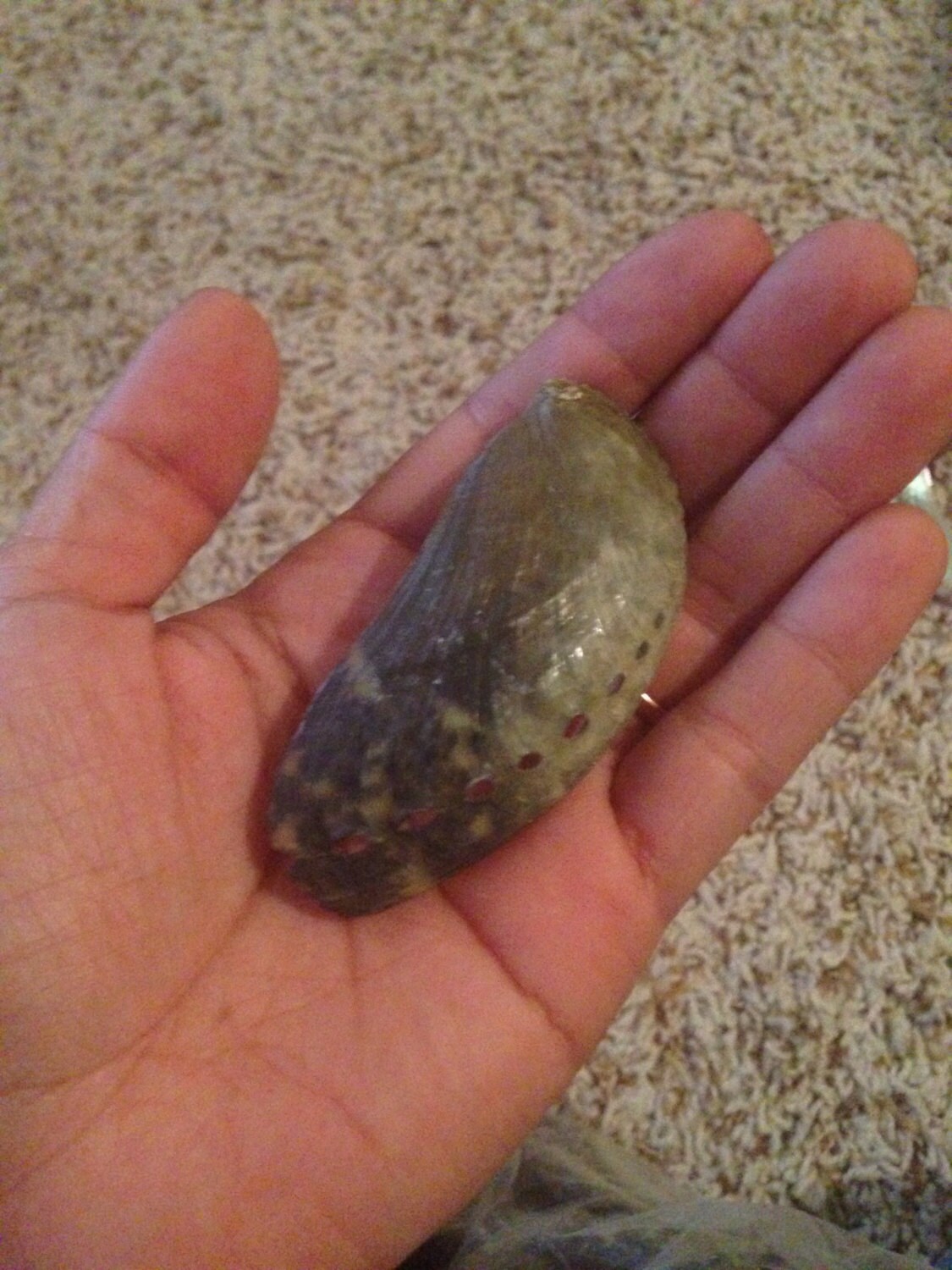 Raw Black Abalone Shell - Etsy