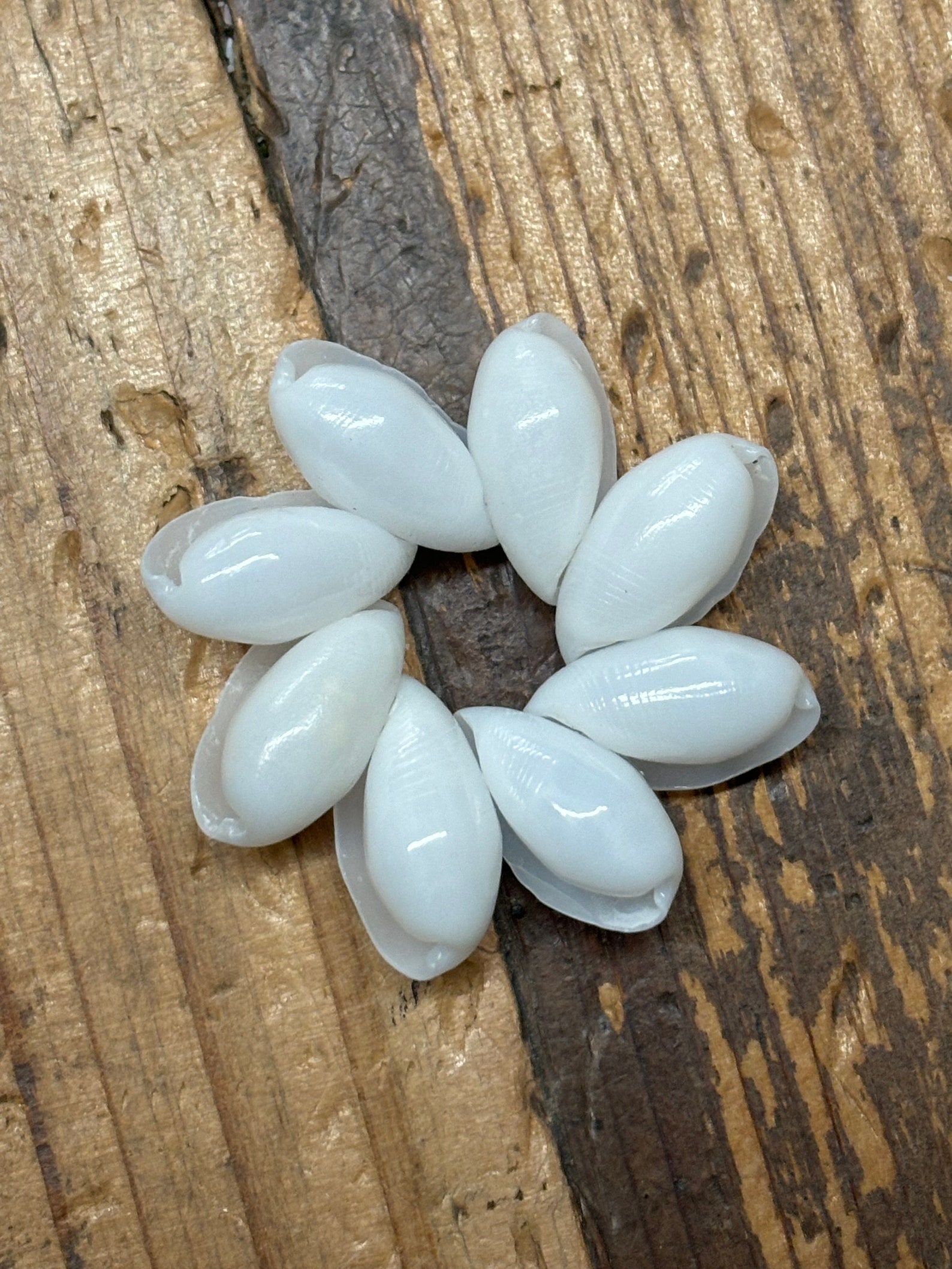 White Bubble Shell Rings - Etsy