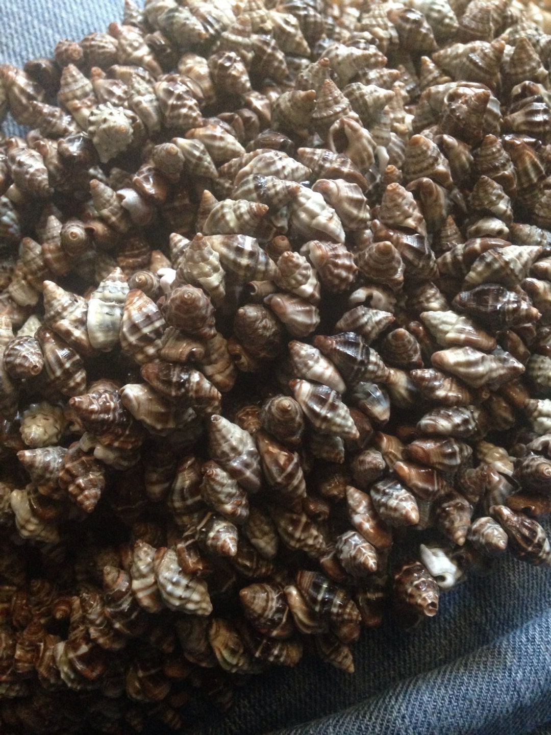 Brown and White Dovetail Shells by the Strand - Etsy