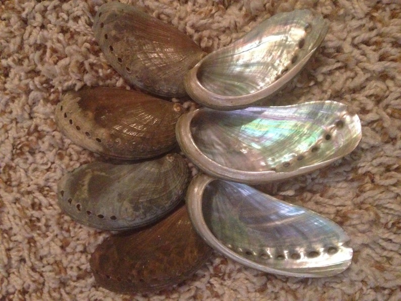 Raw Black Abalone Shell - Etsy