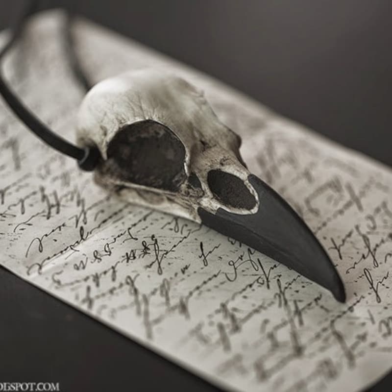 Real Raven Skull - Etsy