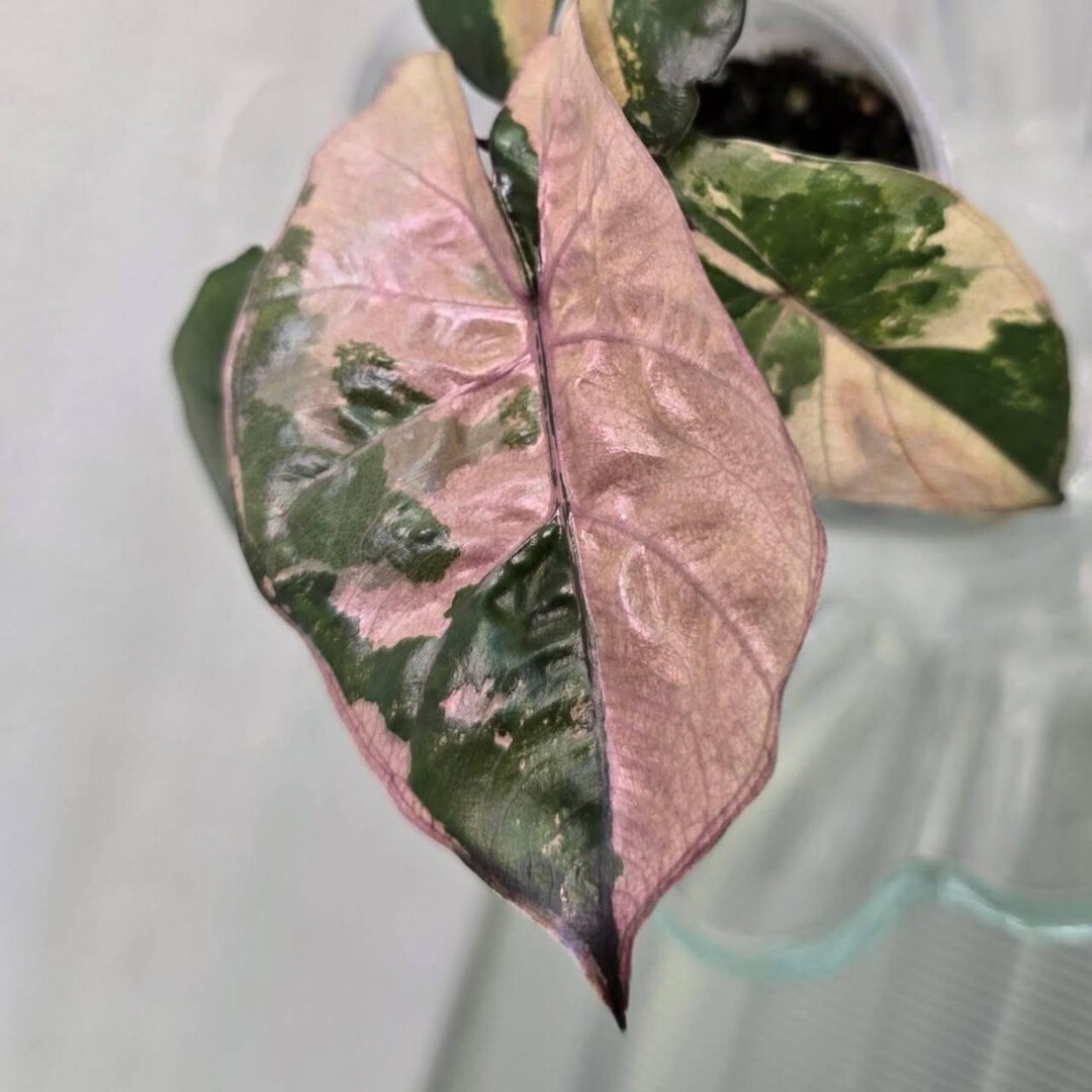 Rare Alocasia Yucatan Pink Variegated Rooted Corms and Live Plant - Etsy