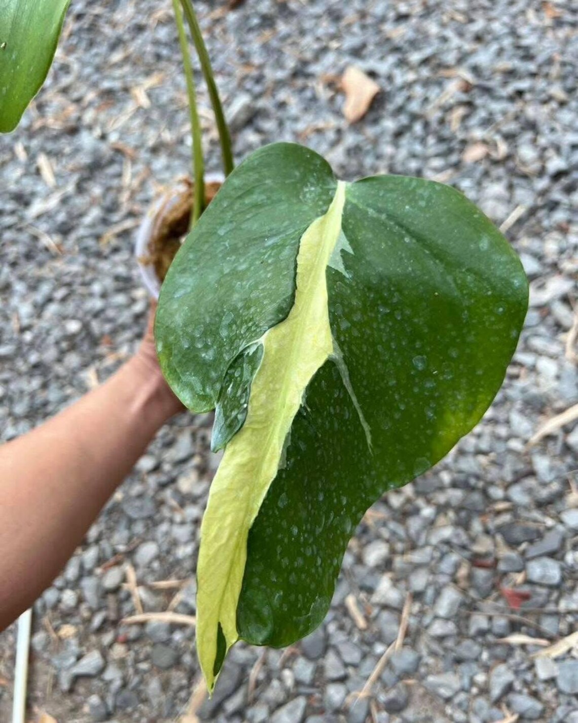 Variegated Monstera Deliciosa White Lava Rooted Leaf Cutting - Etsy