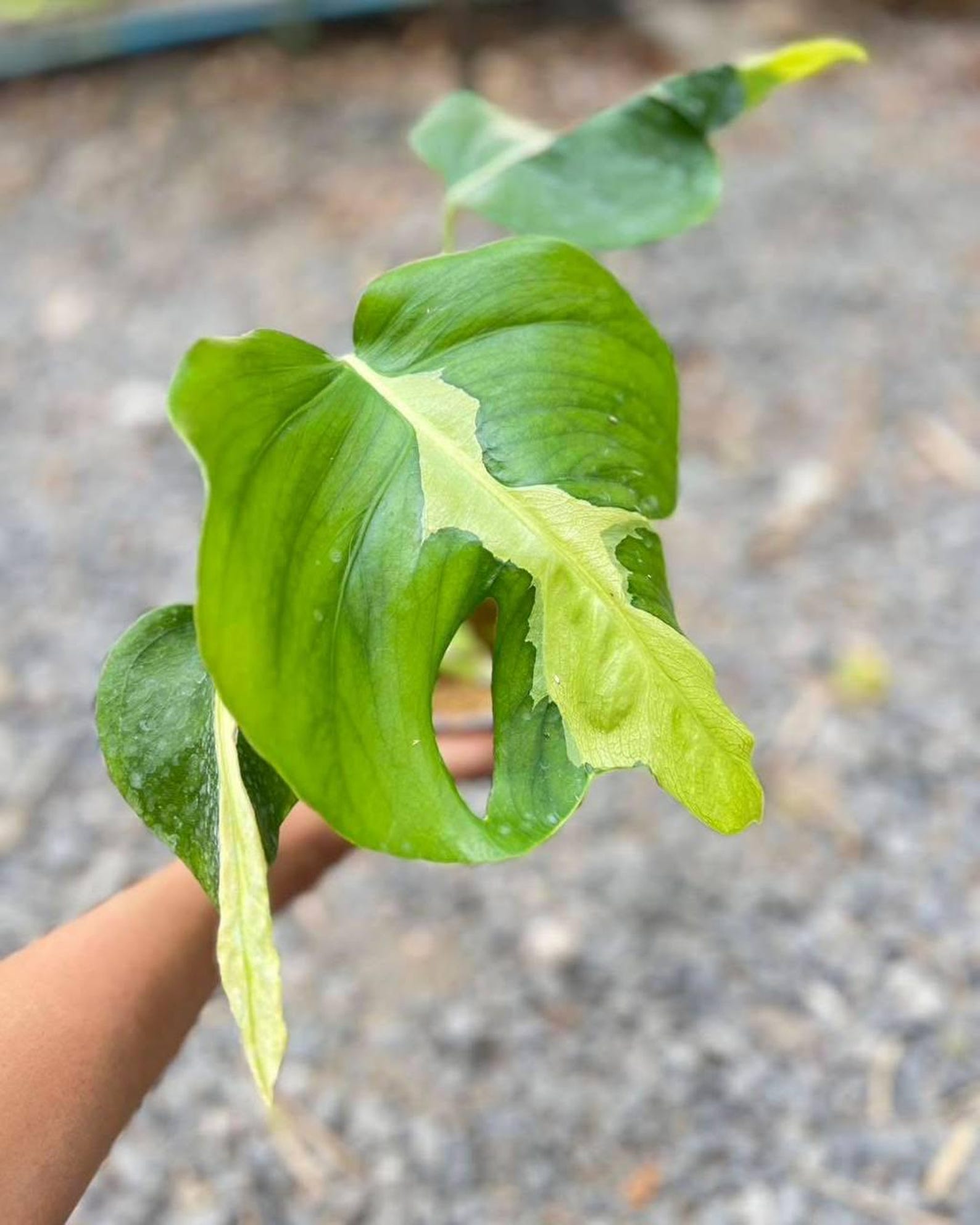 Variegated Monstera Deliciosa White Lava Rooted Leaf Cutting - Etsy
