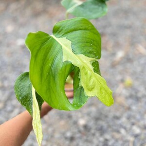 Variegated Monstera Deliciosa White Lava Rooted Leaf Cutting - Etsy