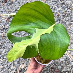 Variegated Monstera Deliciosa White Lava Rooted Leaf Cutting - Etsy
