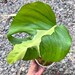 Variegated Monstera Deliciosa White Lava Rooted Leaf Cutting - Etsy